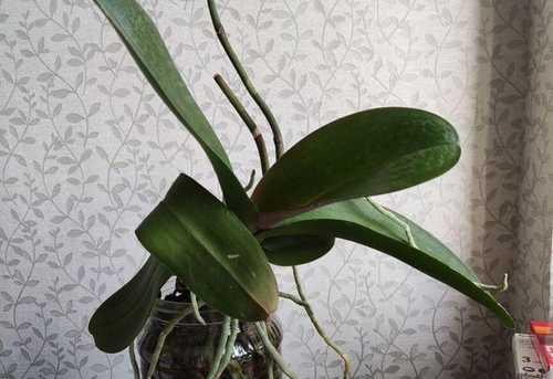 Орхидея фаленопсис малиновая