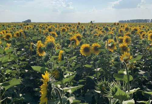 Аммофос высший сорт 12:52