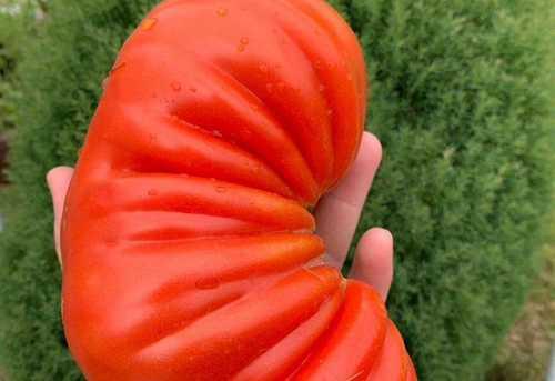 Рассада томатов "Пузата хата"