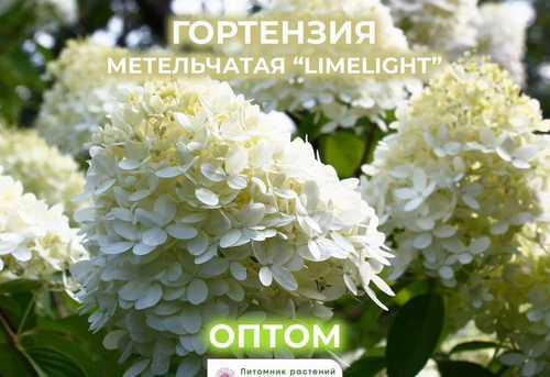 Гортензия метельчатая Лаймлайт Опт Питомник