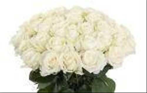 Букет из 39 белых роз 60 см, цветы доставка