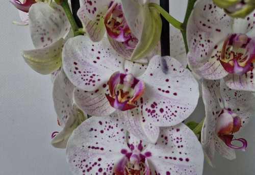 Орхидея Goya 2 цветоноса
