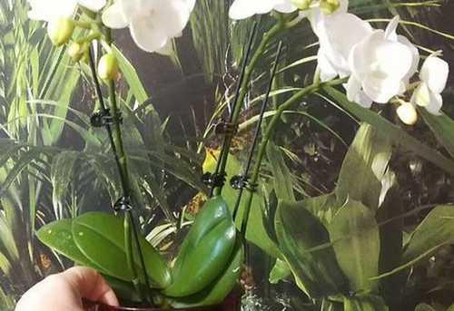 Орхидея, фаленопсис Биг лип и много других