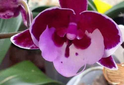 Орхидея фаленопсис Санта Клаус
