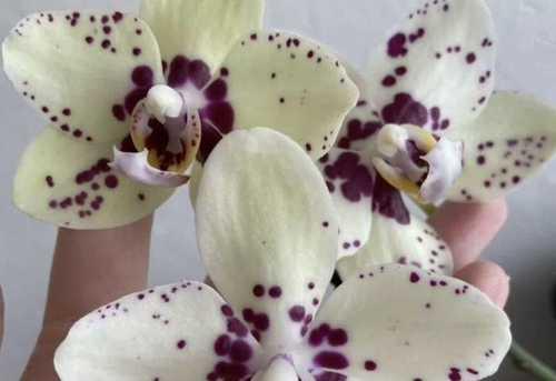 Орхидея Скрабл (Стандарт Голландия)