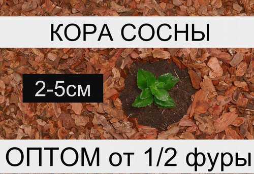 Кора сосновая, средняя 2-5 см. Оптом