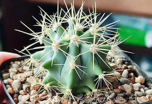 Ферокактус Ferocactus glaucescens
