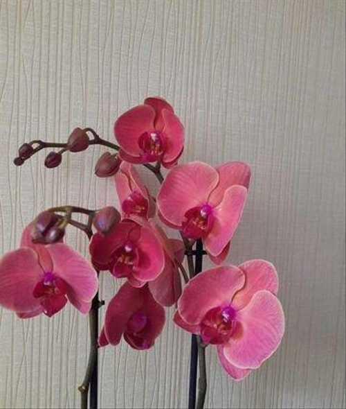 Орхидея Азиан Корал