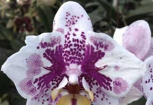 Орхидея Anmio Gentleman ‘AN -6608’ бабочка