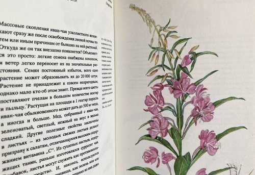 Книга винтажная «Растения полей и лесов» 1982
