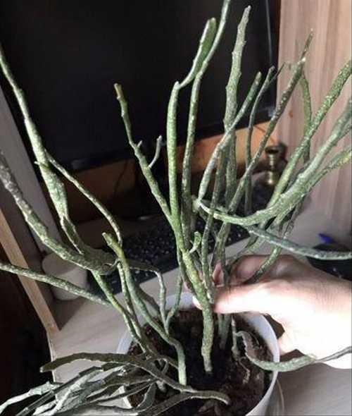 Эуфорбия платиклада Euphorbia platyclada