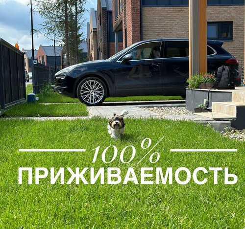 Рулонный газон и автополив: легко, четко в срок
