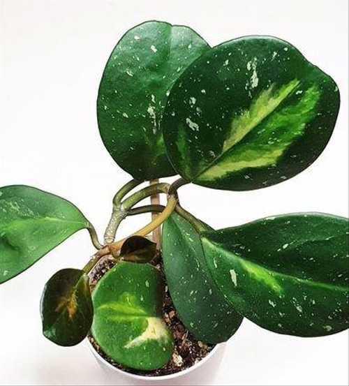 Хойя Обовата / Hoya Obovata variegata splash