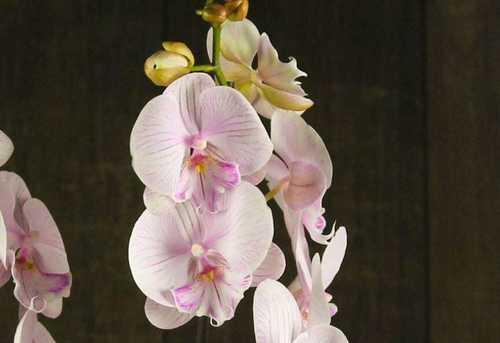 Орхидея Фаленопсис Биг Лип Лина 2 ст