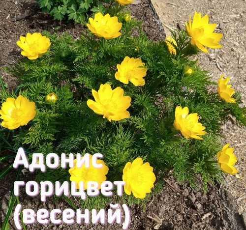 Адонис горицве (весений)