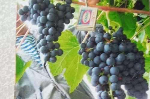 Виноград Королева виноградарства, Изобелла