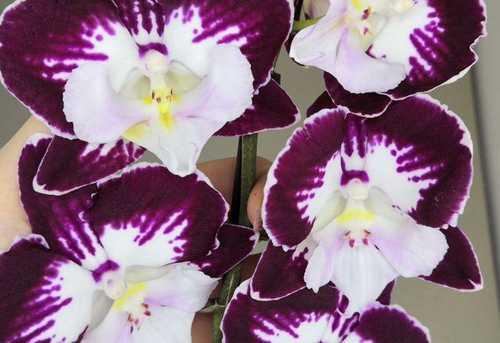 Орхидея фаленопсис Tinkerbell Kizz