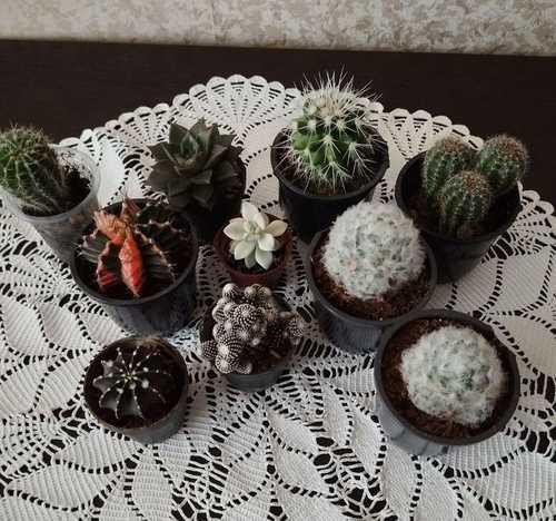 Кактусы и суккуленты