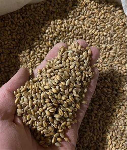 Пшеница чистая на микрозелень и витграсс