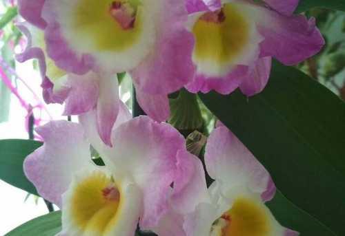 Орхидея дендробиум Детка