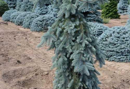 Picea pungens The Blues 35-50см