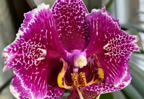 Орхидея Victoria's Lace
