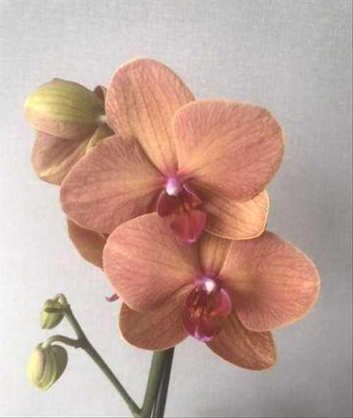 Орхидея фаленопсис Asian sun