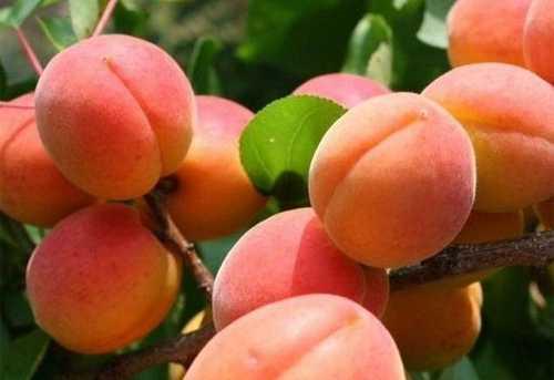 Саженцы абрикоса «Алёша»