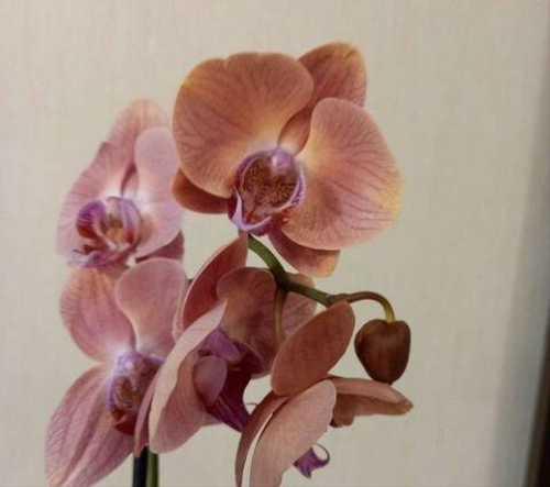 Орхидея фаленопсис Золотое яблоко