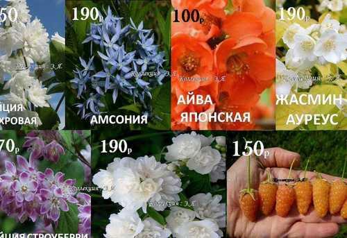 Кустарники Малина Гортензии Доставка Почтой