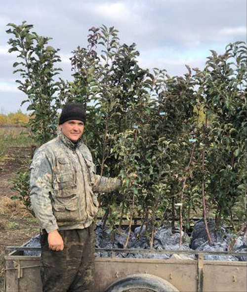 Саженцы плодовых деревьев крупномеры