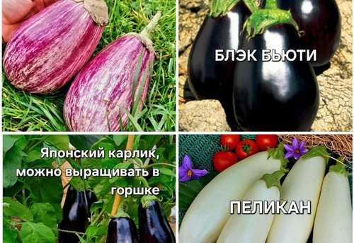 Рассада баклажан