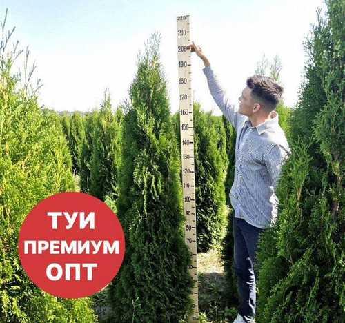 Туя смарагд рост 186,5 см /опт 300 шт