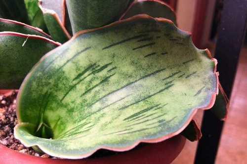 Sansevieria Mafinga Dragon Wings mutation(As Silk)