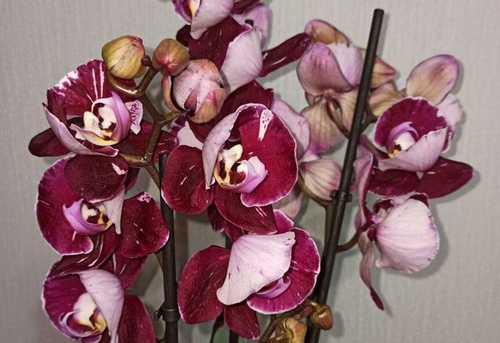 Орхидея фаленопсис Пелор Магдалена, 3 ствола