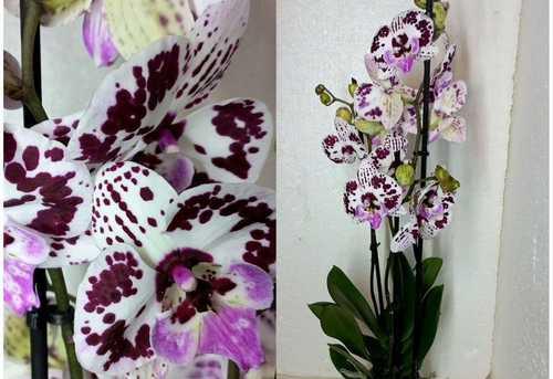 Орхидея Букет