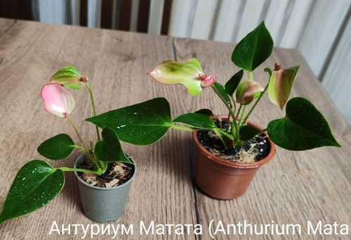 Антуриум Матата (Anthurium Matata ) Новинка 2023 г