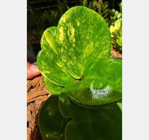 Замиокулькас вариегатный Big round leaf