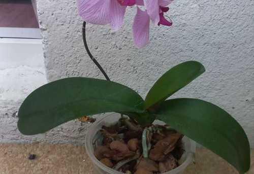 Орхидея фаленопсис цветущая взрослая