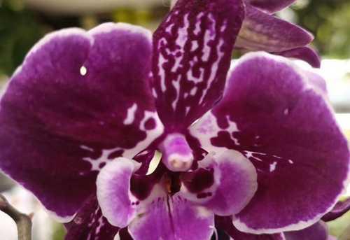 Фаленопсис орхидея Биглип