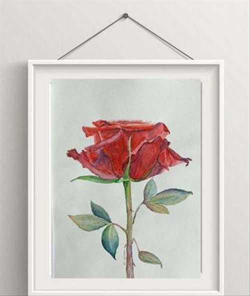 Красная роза. Картина акварелью