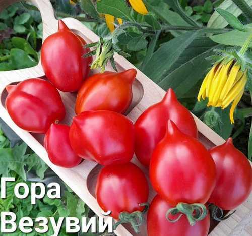 Семена томатов Гора Везувий