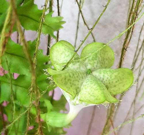Ceropegia Sandersonii