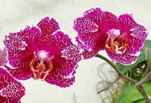 Орхидея фаленопсис бабочки нецветущие и цветущее