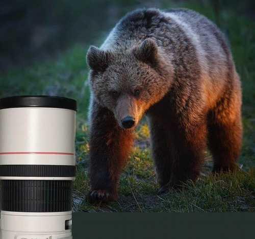 Объектив Canon EF 300mm f/4L IS USM + чехол