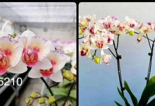 Орхидея фаленопсис PF-5210, не цветет