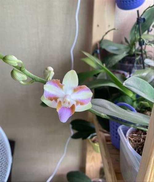Орхидея фаленопсис Пульчерима Н4