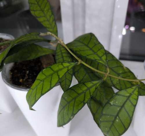 Хойя Hoya Callistophylla (kalimantan)