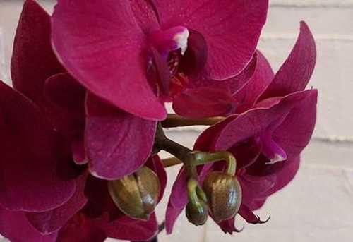 Орхидея фаленопсис Монтре