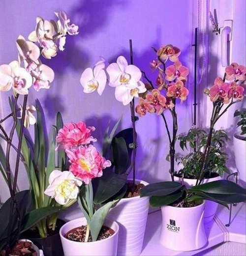 Удобрение добавка для орхидей Zion